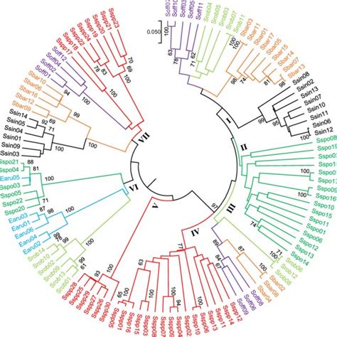 two phylogenetic trees constrcuted using ssr data derived from 21 ssr