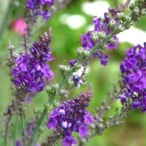 Purple Toadflax Linaria Purpurea Organic Flower Seeds 025 Grams