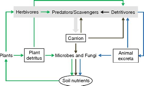 Pdf The Role Of Carrion In Maintaining Biodiversity And Ecological