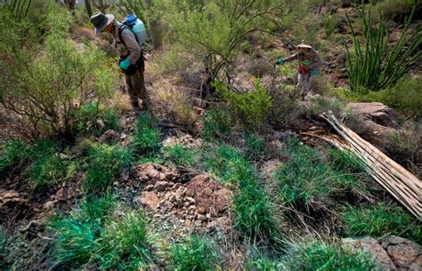 Rain Turned Buffelgrass Green Too So Experts Say Its Time To Spray