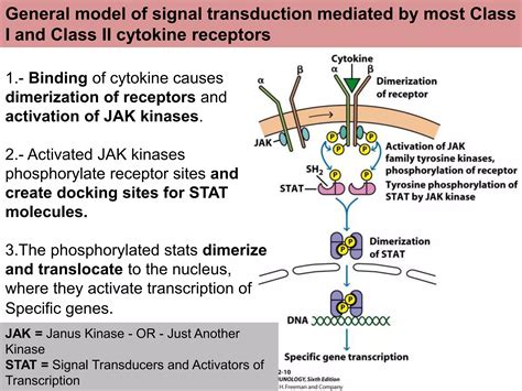 Cytokine Signaling Pathway Pptx