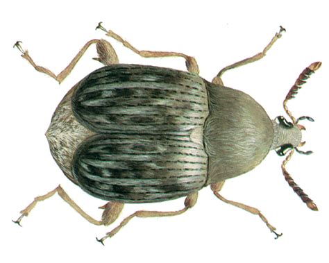 Common Bean Weevil Acanthoscelides Obtectus Degesch America