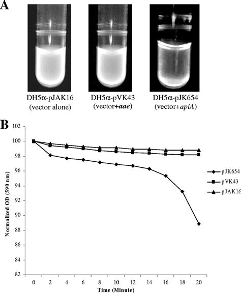 A Second Aggregatibacter Actinomycetemcomitans Autotransporter Adhesin Exhibits Specificity For