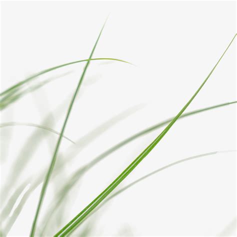 Adagio Maiden Grass For Sale Online The Tree Center