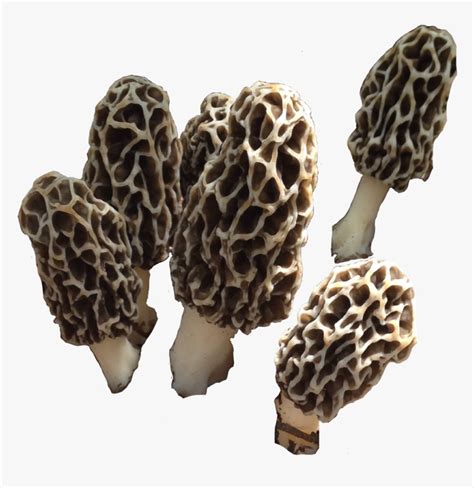 Morelmushroom Mushroom Shroom Fungi Morel Nature False Morel