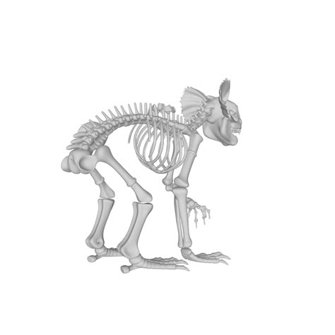 🐨 Koala Skeleton Anatomy Highly Detailed Marsupial Skeletal 3d Model For Education And 3d