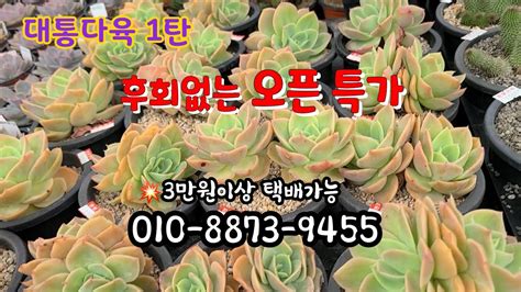 오픈특가로 만나면 후회하지 않을 다육이 샤포테군생 파스텔 웨스트레인보우 대통다육 Youtube