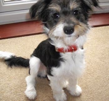 Jack A Poo Dog Breed Information And Pictures