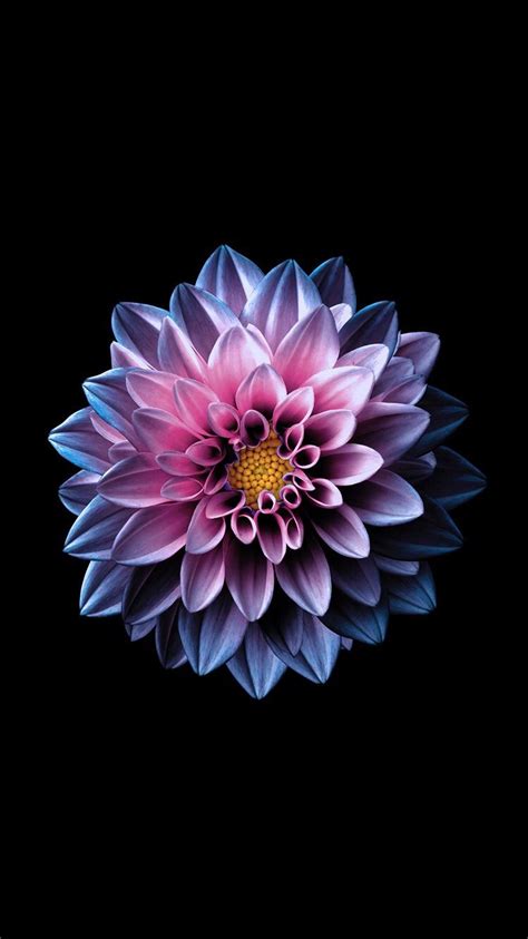 4k Mobile Flower Wallpapers Wallpaper Cave