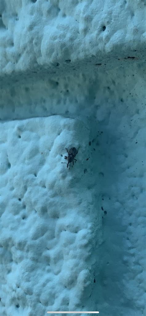 Tiny Weevil Time R Weeviltime