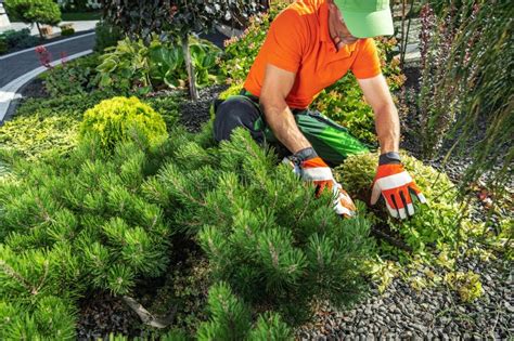 Gardener Pruning Shrubs In A Well Designed Landscape On A Sunny Day
