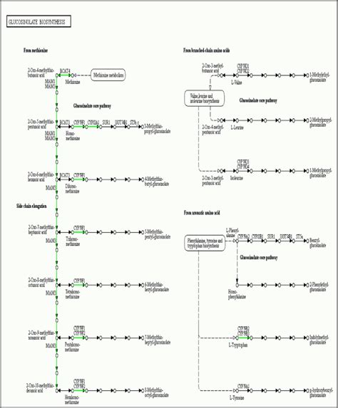 Glucosinolate Biosynthesis Pathway In Cag Treated A Thaliana Calli Download Scientific