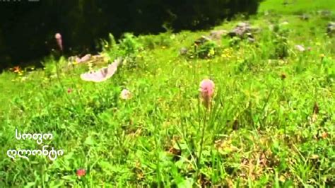 სოფო ღლონტის პოეზია კიტხულობს მსახიობი ზვიად დოლიძე Youtube