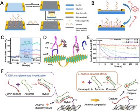 Antibiotic Detection Schematic Diagram Of A The Rgoaptamer Download Scientific Diagram