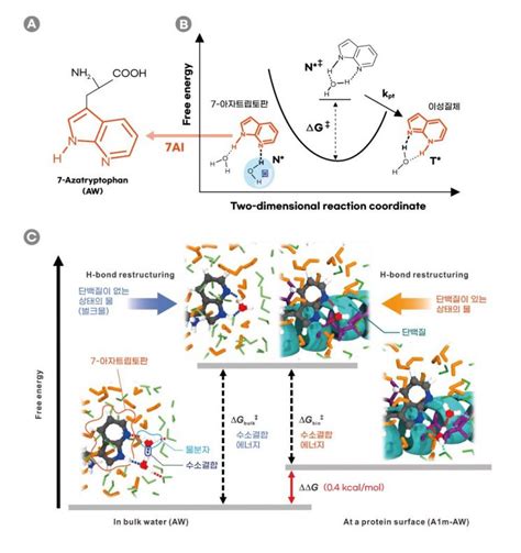 수소 탐내는 분자로 체내 물 추적한다 아시아경제