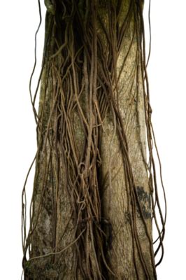 Tree Roots PNGs For Free Download