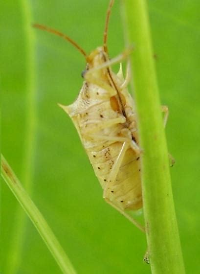 Rice Stink Bug Oebalus Pugnax Bugguide Net