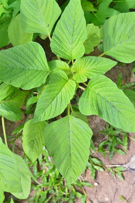 Amaranthus Viridis Known As Indonesian Spinach Has Broad Vibrant