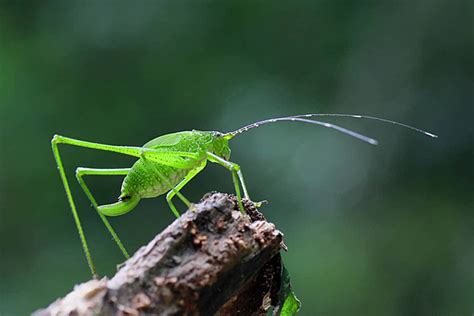 Grasshopper Perching Bug Background Katydid Photo And Picture For Free