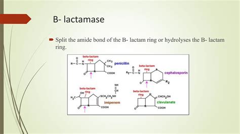 Beta Lactamasespptx For Educational Purposes Pptx
