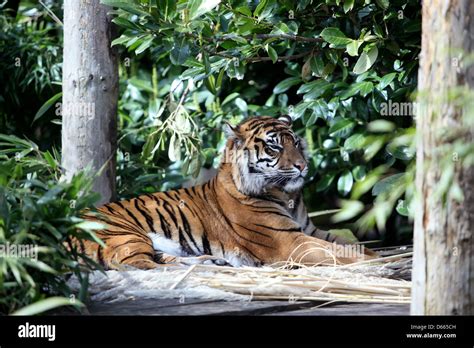 Sumatran Tiger Habitat