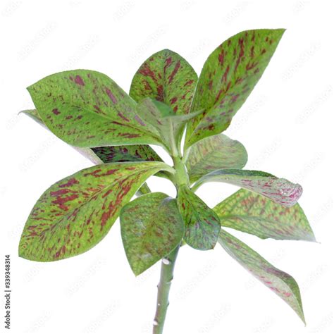 African Milk Bush Euphorbia Bicompacta Var Rubra Or Synadenium