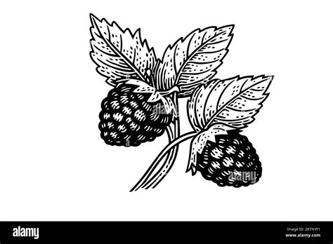 Raspberry Branch Hand Drawing Ink Sketch Engraving Style Vector