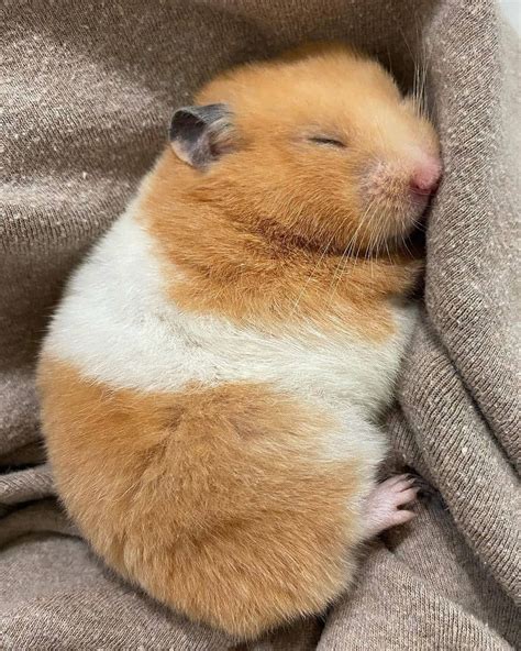 Hamster Hat Etwas Auf Instagram Gepostet Good Night