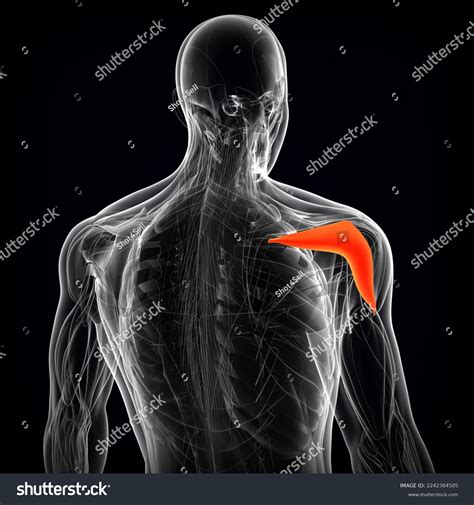 Deltoid Tuberosity X Ray