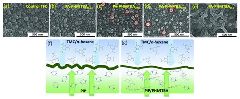 A E SEM Surface Images And F G Schematic Diagrams Of The Download Scientific Diagram