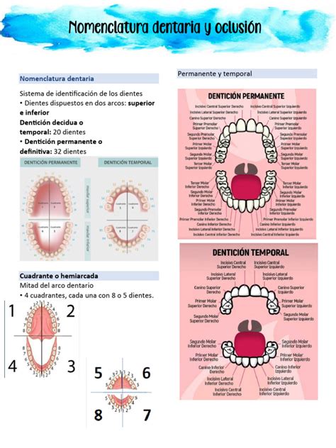 Nomenclatura Dentaria Descargar Gratis Pdf Diente Odontología