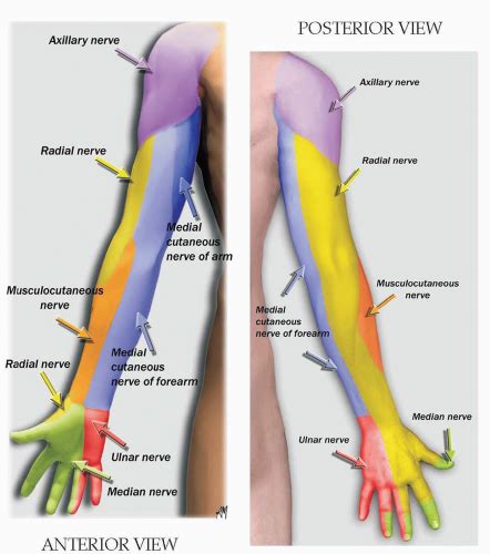 Dermatomes Arm Dermatomal Innervation Myotomal Innervation And