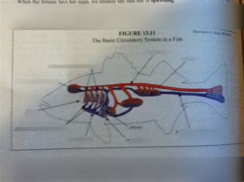 Exploring Creation With Biology Module 13 Diagram Quizlet