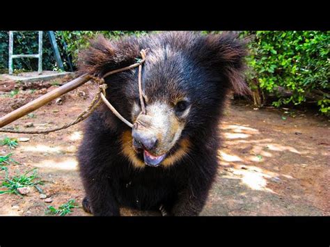 Dancing Sloth Bear Last Dance Of The Sloth Bear We Have To Save The