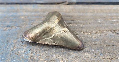 999 Fine Silver Megalodon Tooth Antiqued Album On Imgur