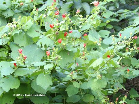 Turks Cap Malvaviscus Arboreus Var Drummondii A Seasonal Look My