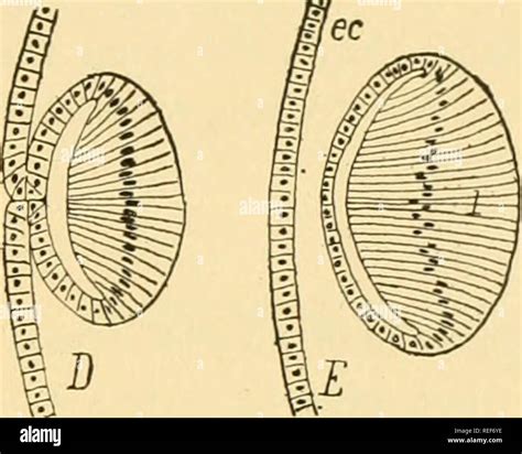Comparative Anatomy Anatomy Comparative The Sense Organs 589 Where