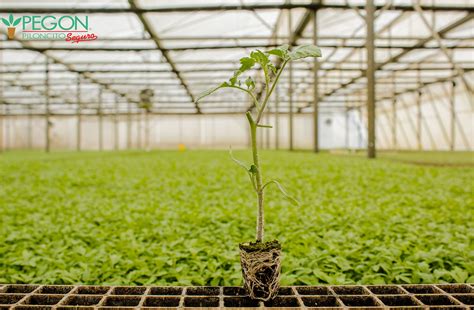 Pegón Piloncito En Pegón Piloncito Utilizamos Tecnología