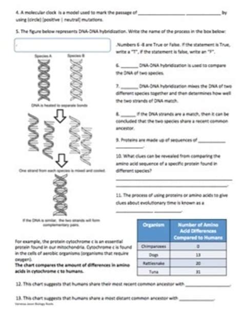 Classification Phylogeny Worksheet Reading Exercise By Biology Roots