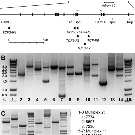 A Schematic Depiction Of The Breakpoint Region In Tcf3 With