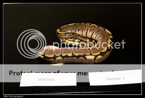 08 Spider Royal Python Reptile Forums