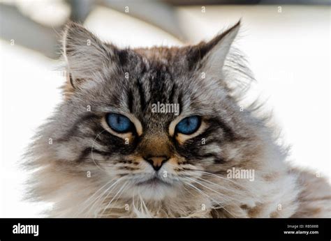 Beautiful Long Haired Cat With Blue Eyes Sitting Outside Domestic