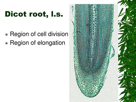 Ppt Chapter 6 Roots Powerpoint Presentation Free Download Id5564945