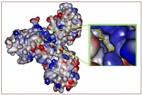 Schematic Diagram Depicting The Trimeric Complex Structure Of Protein Download Scientific
