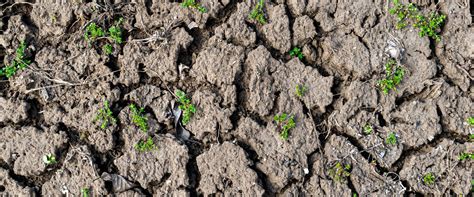 Are These Soil Problems Harming Your Trees In Northern Nj Aspen Tree