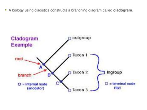 Classification Of Organisms Ppt Download Classification Of Organisms Ppt Download