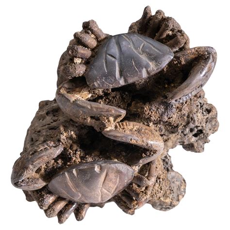 fossil crab in travertine from anatolia south of turkey pleistocene