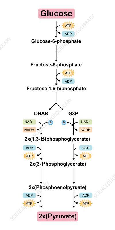 Glycolysis Chart Pathway