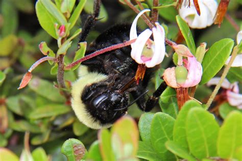 Cranberry Blossoms Muskoka Lakes Farm And Winery