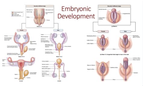 M17 Female Reproductive System Flashcards Quizlet